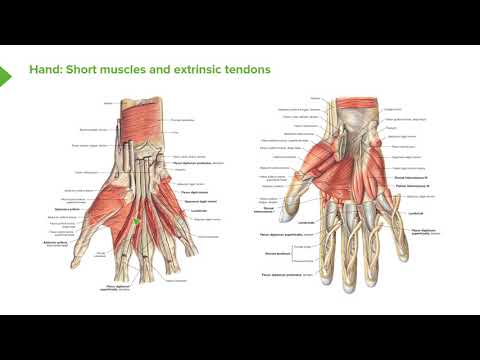 Short Muscles and Extrinsic Tendons – Anatomy of the Hand