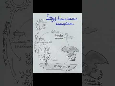 #energyflow #ecosystem #foodchain