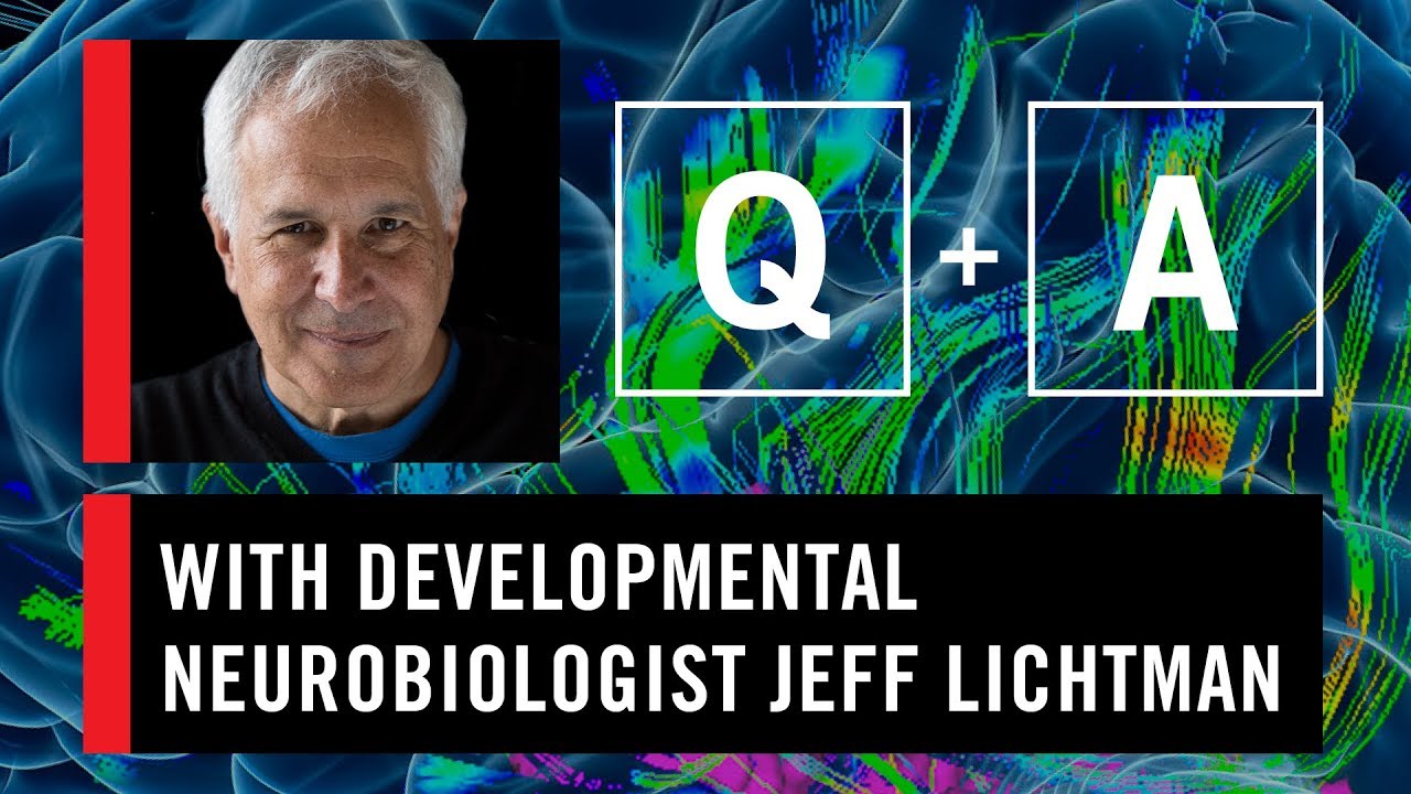 WS CONNECT Q&A with Jeff Lichtman | World Science Festival