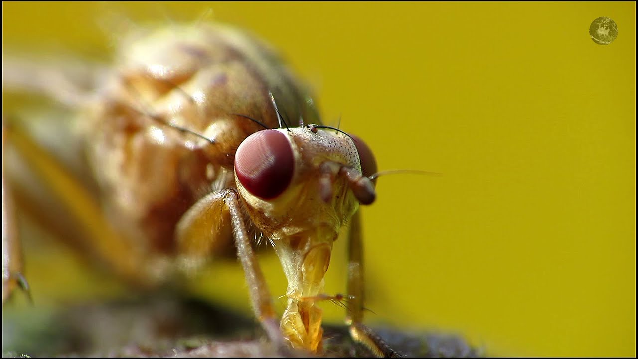 Fruit-fly has lunch - Super macro