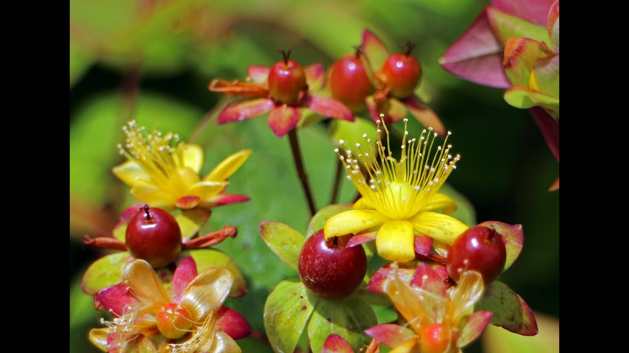 Plant Review: St. John's Wort [Hypericum]