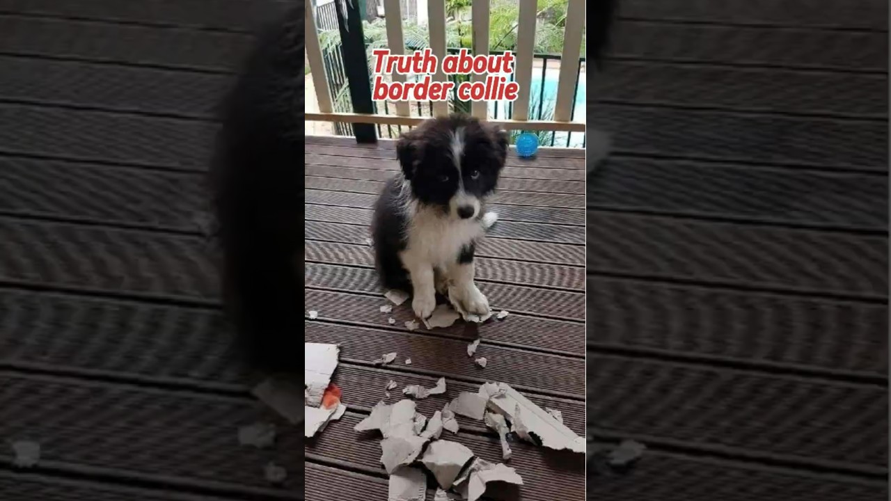 Why You Should NEVER Get a Border Collie... Spoiler: Get one! 😳🐶