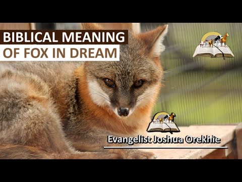 Biblical Meaning of FOX in Dream - Spiritual Meaning of Foxes