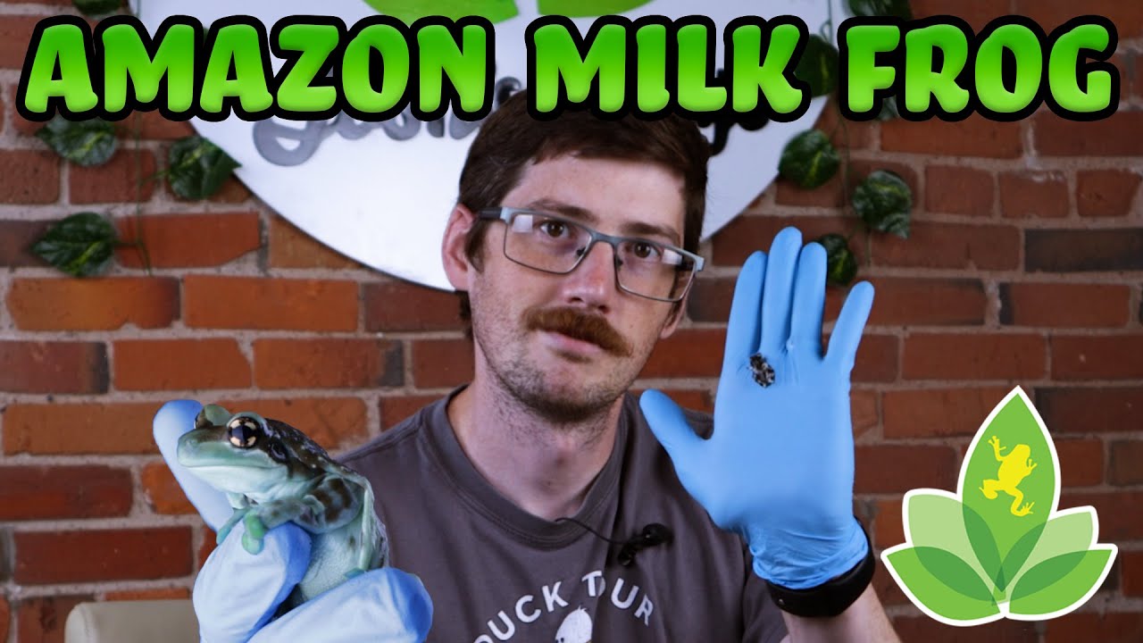 AMAZON MILK FROGS - Everything you need to know! Facts, Care, and More!!
