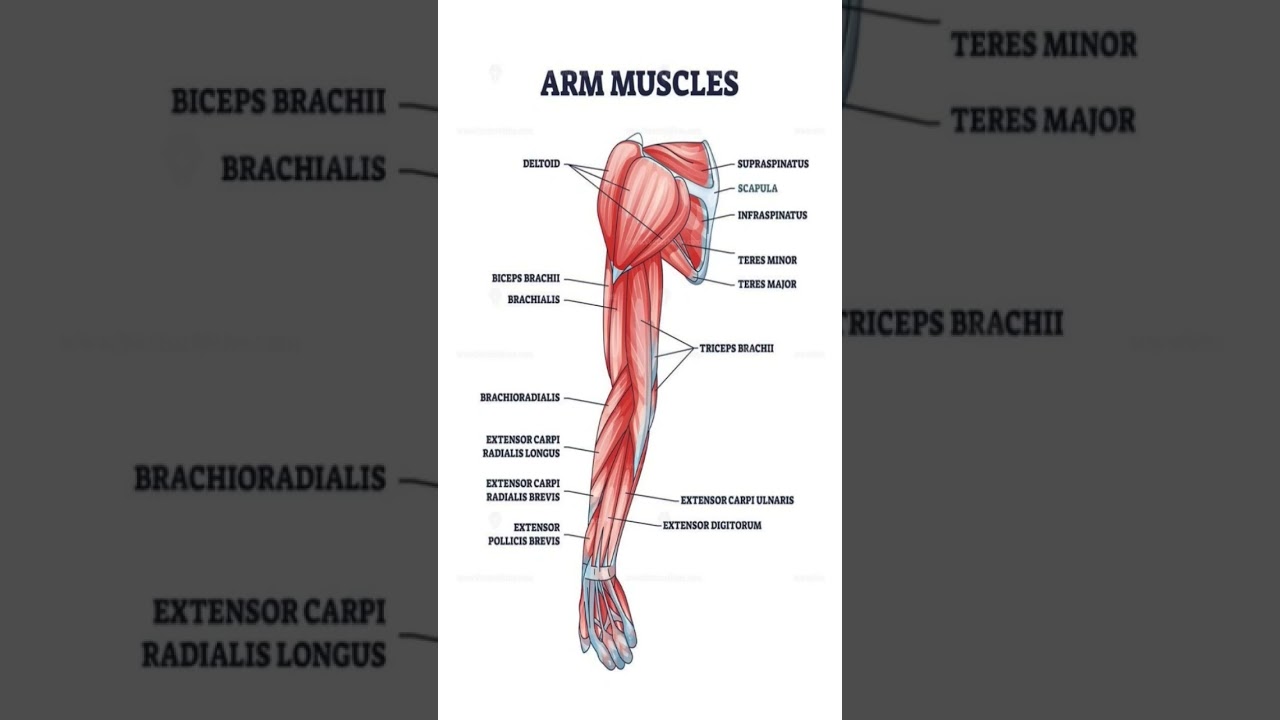 Arm Muscles Anatomy 💪#A Complete Guide to Upper Limb Musculature