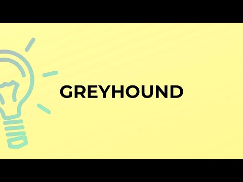 What is the meaning of the word GREYHOUND?