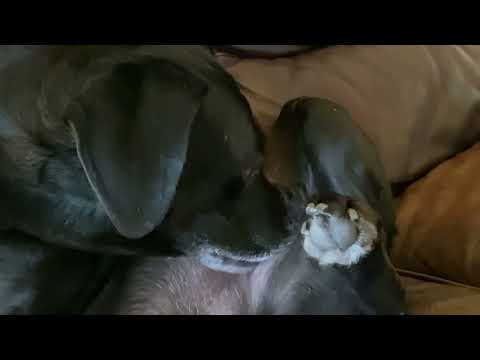 dog nibbling with front teeth