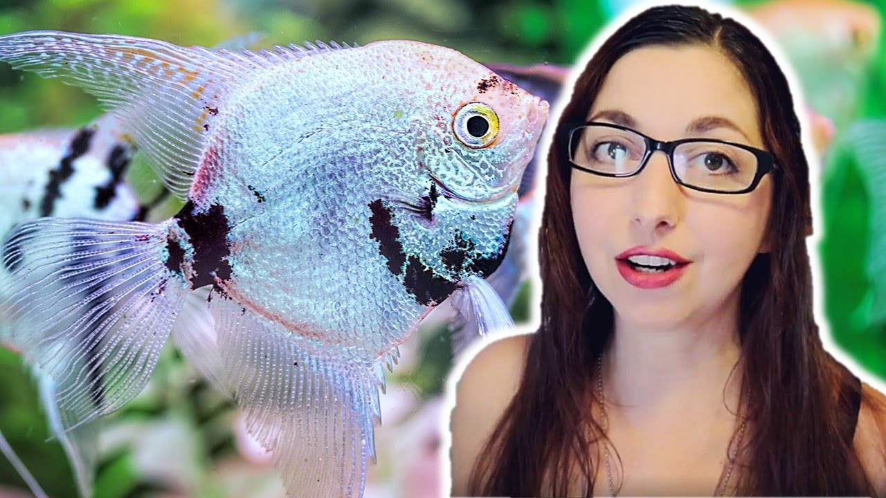 Angelfish Care: The Complete Beginner’s Guide