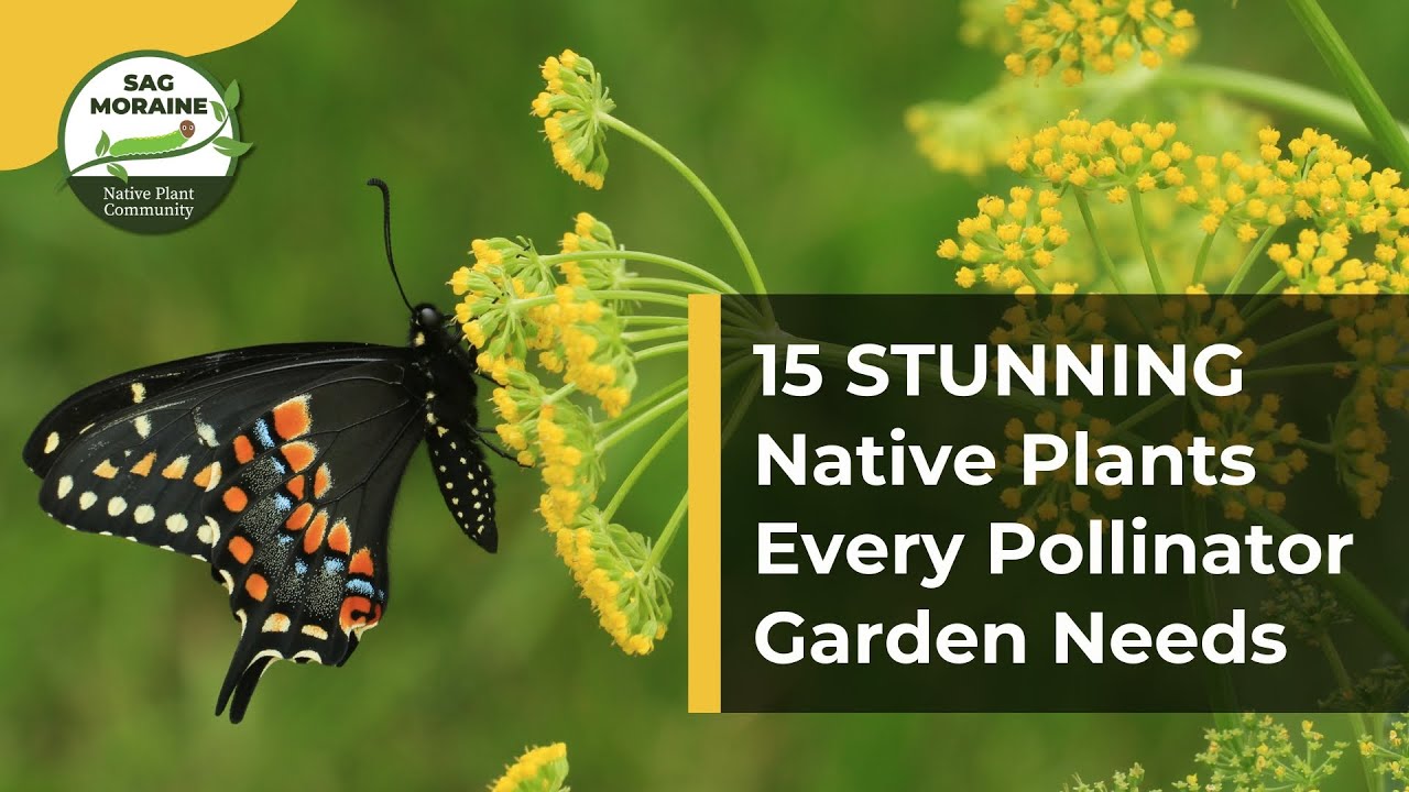15 STUNNING Native Plants That Every Pollinator Garden Needs