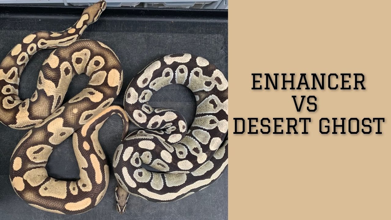Enhancer vs Desert Ghost! Ending The Debate