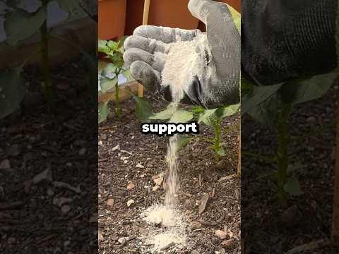 What’s the Best Fertilizer to Fix Calcium Deficiency in Plants? #shorts