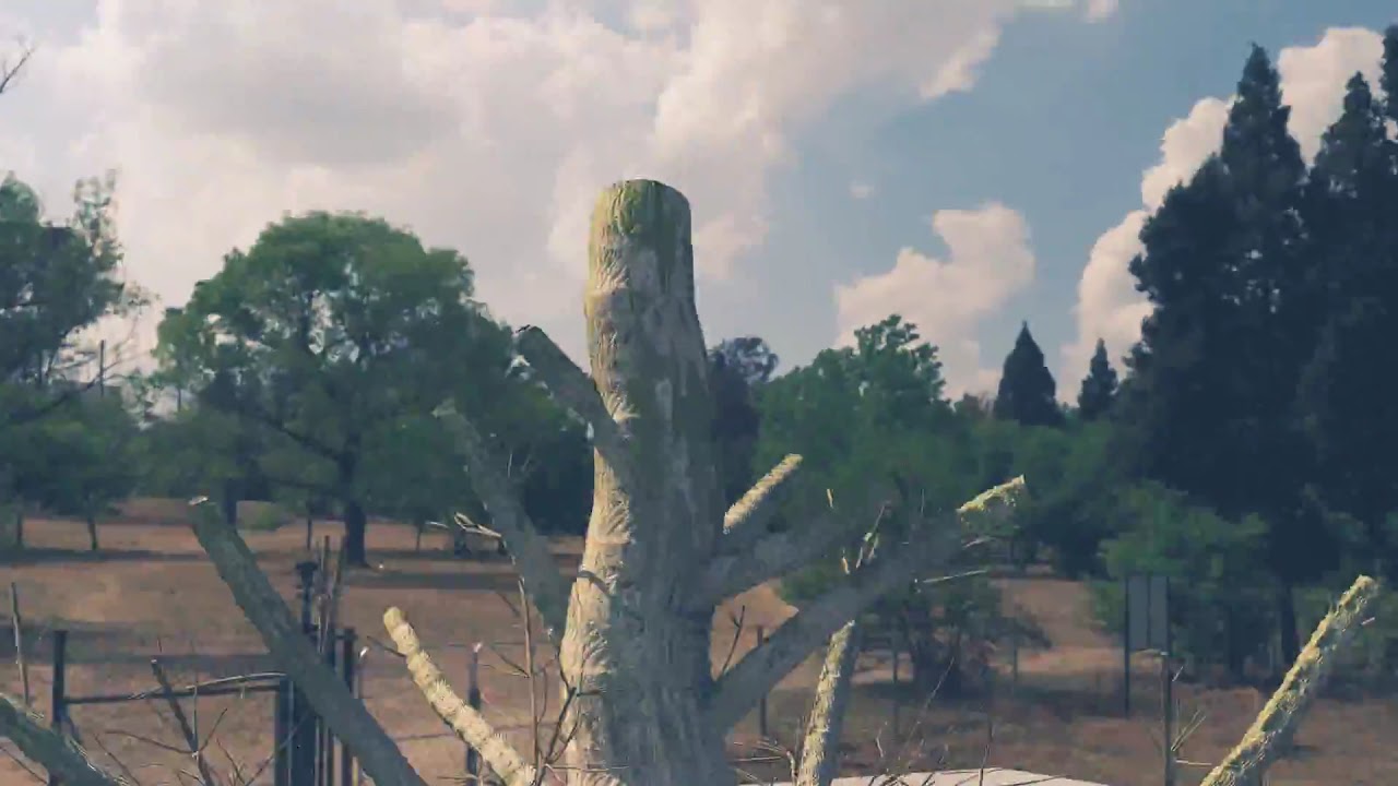 Procedural Tree Growth - TyFlow (Tutorial coming this week)