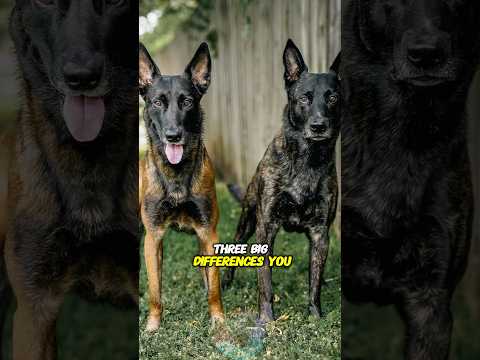 Belgian Malinois vs. Dutch Shepherd 3 Big Differences You Need to Know! #shorts #fyp #dog #doglover