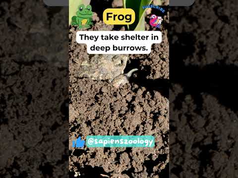 Frog - Behavioral Adaptations #sapienszoology #neet2024 #doctor #viral #topper #biology #zoology