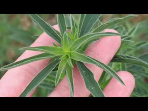 Kochia Control
