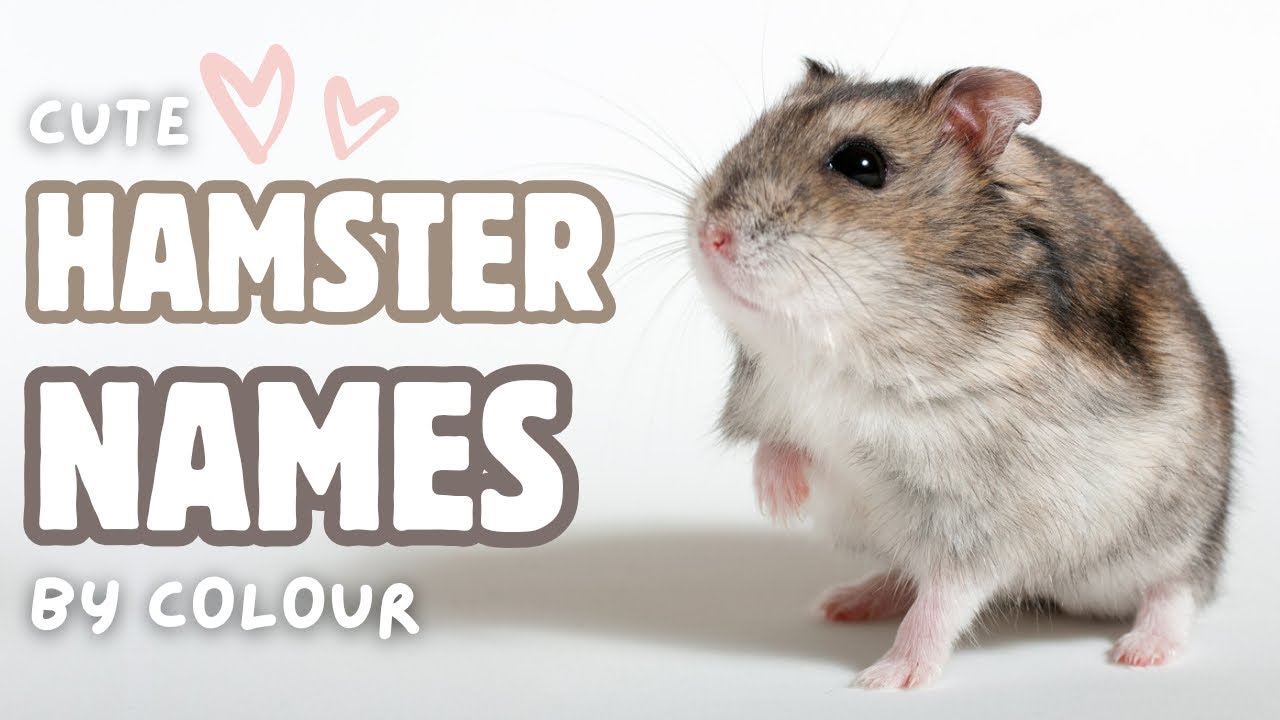250+ Cute Hamster NAME ideas by COLOR 🐹🌷 Nature & food inspired 🥞