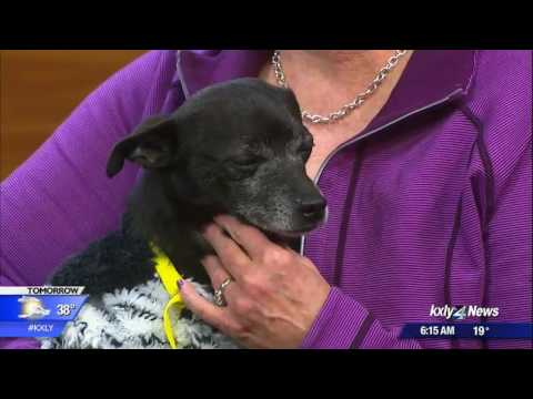 Pet of the Week: Pen