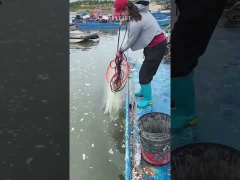 Cast a net to catch fish🐟#catchfish#castnet#fishing#fishermen