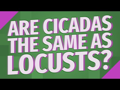 Are cicadas the same as locusts?