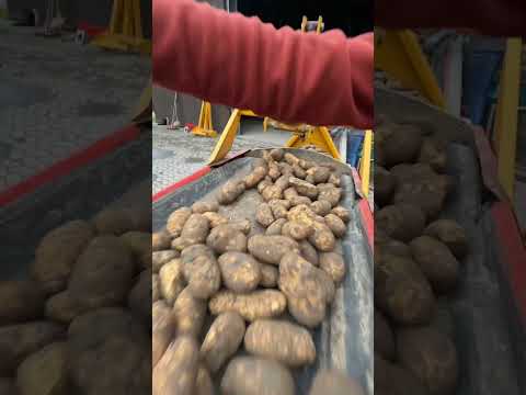 So werden Kartoffeln sortiert und eingelagert ✅🥔🥔🥔 #landwirtschaft #landwirtin #landwirt #farm
