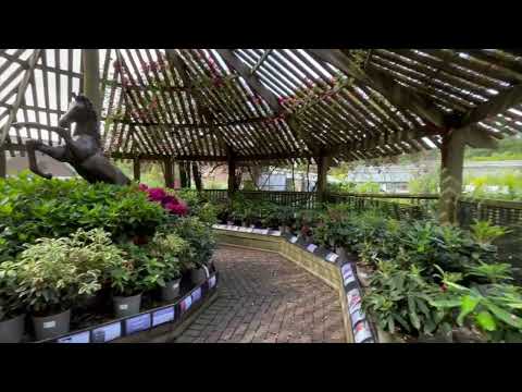 Walk Through Wych Cross Garden Centre | Coolings Garden Centre