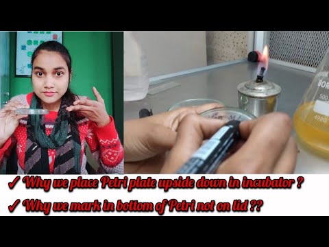 Why we incubate Petri plate in inverted position | why we mark bottom of Petri not lid | Hindi