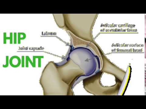 The hip joint powerpoint presentation