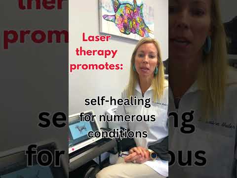 Could laser therapy benefit your pet? //Safe Harbor Animal Hospital