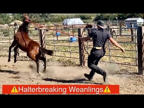 Halterbreaking a Weanling Horse