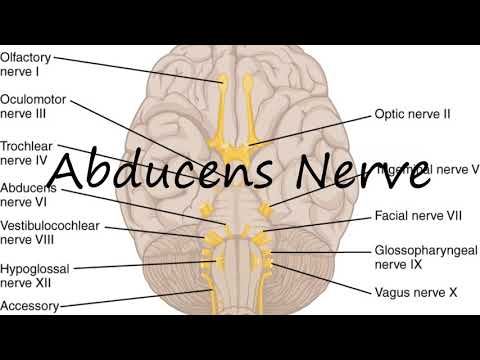 How to Pronounce Abducens Nerve?