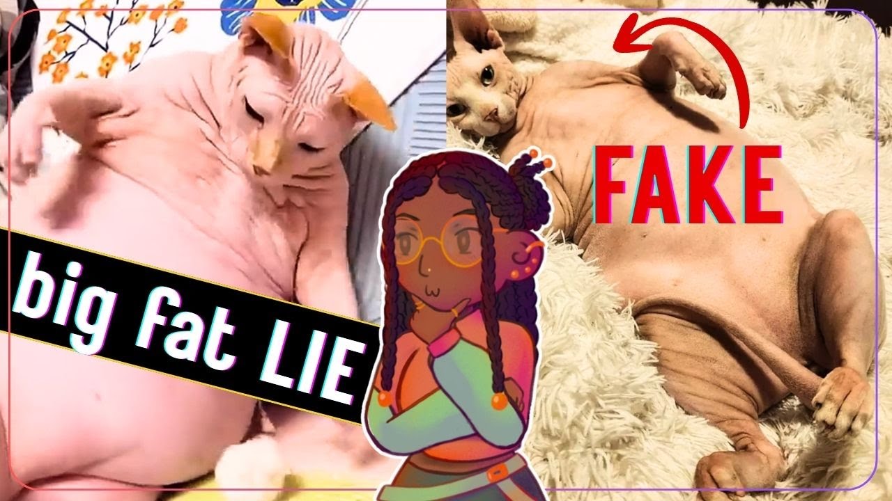 this reddit user fooled an entire community | r/sphynx drama