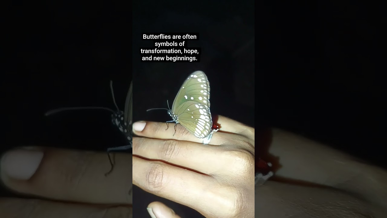 Love is like a butterfly, a rare and gentle thing. #heart