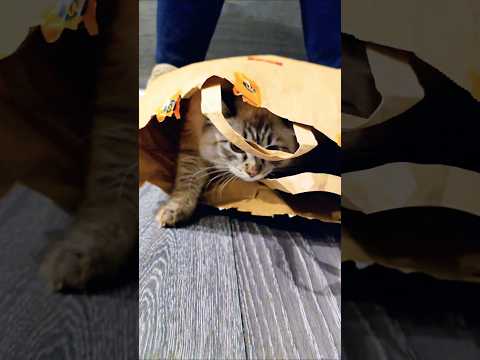 McKitty burger 🍔🍔🍔 #mcdonalds #fastfood #fyp #cute #cat #nevamasquerade #siberiancat #kitten