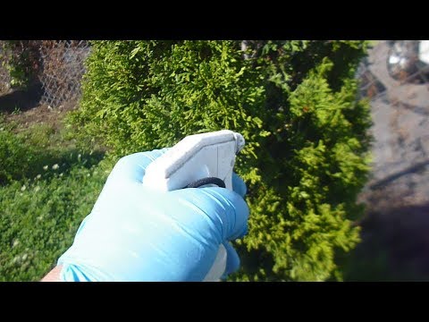 How to Identify and treat Bag Worms / Sack Bugs Sevin