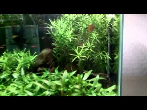 Update on 5 gallon cube