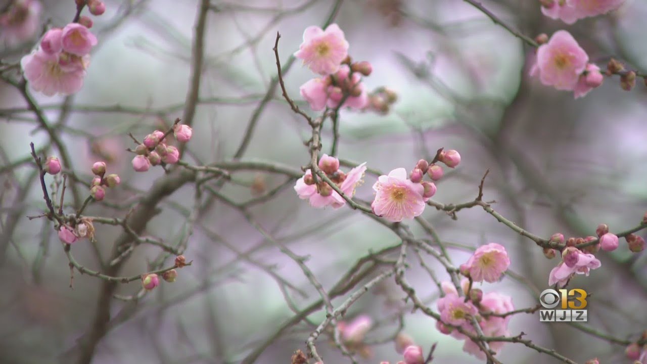 National Park Service says Cherry Blossom indicator tree began budding
