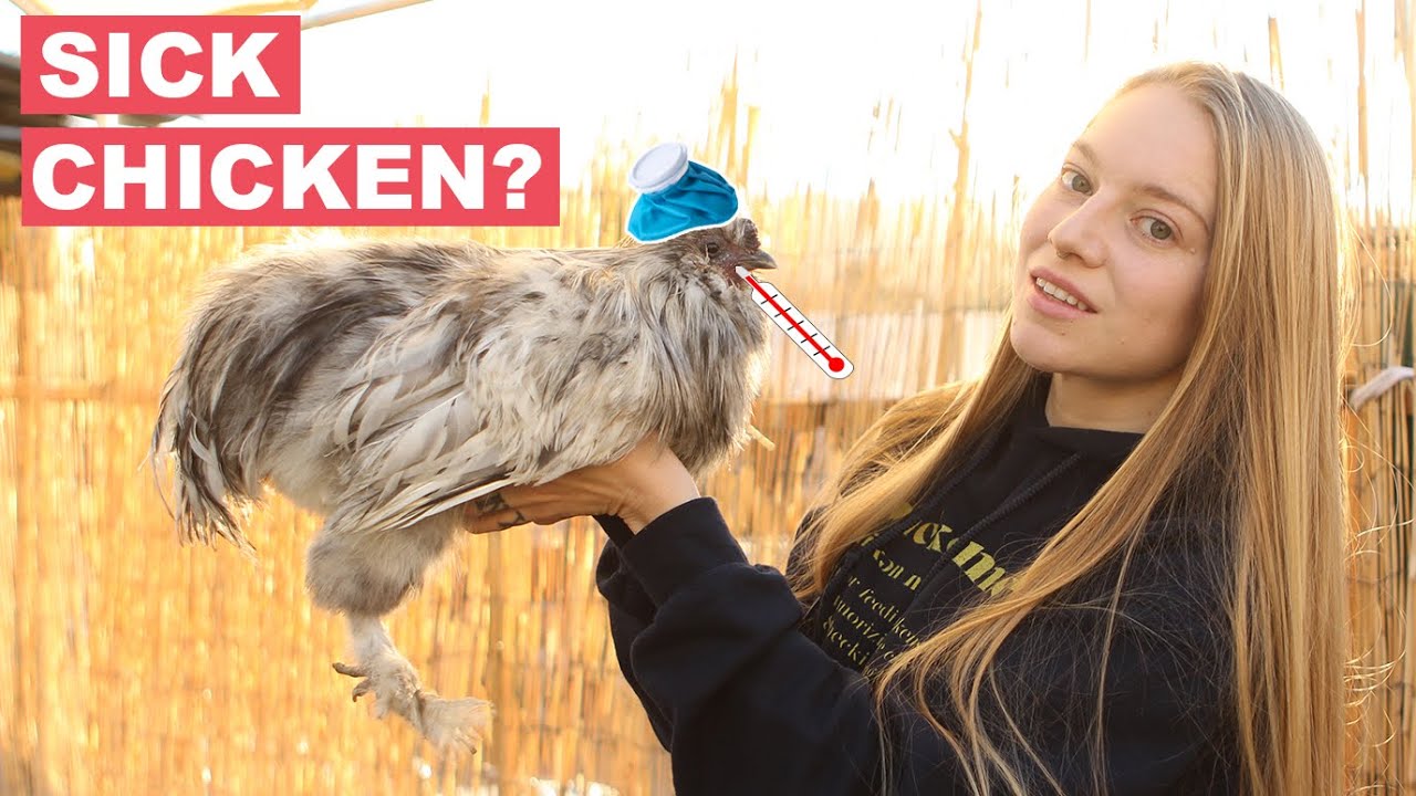 Do THIS If Your Chicken Is Sick - 4 Steps to Save Your Chicken’s Life