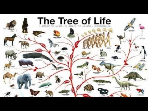 Phylogenetic tree (evolution at its best).