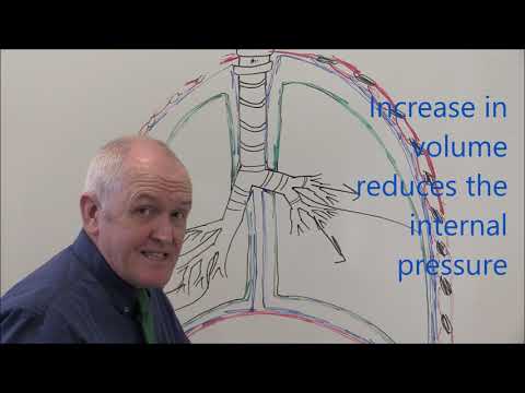 Respiratory System 3, Pleural membranes
