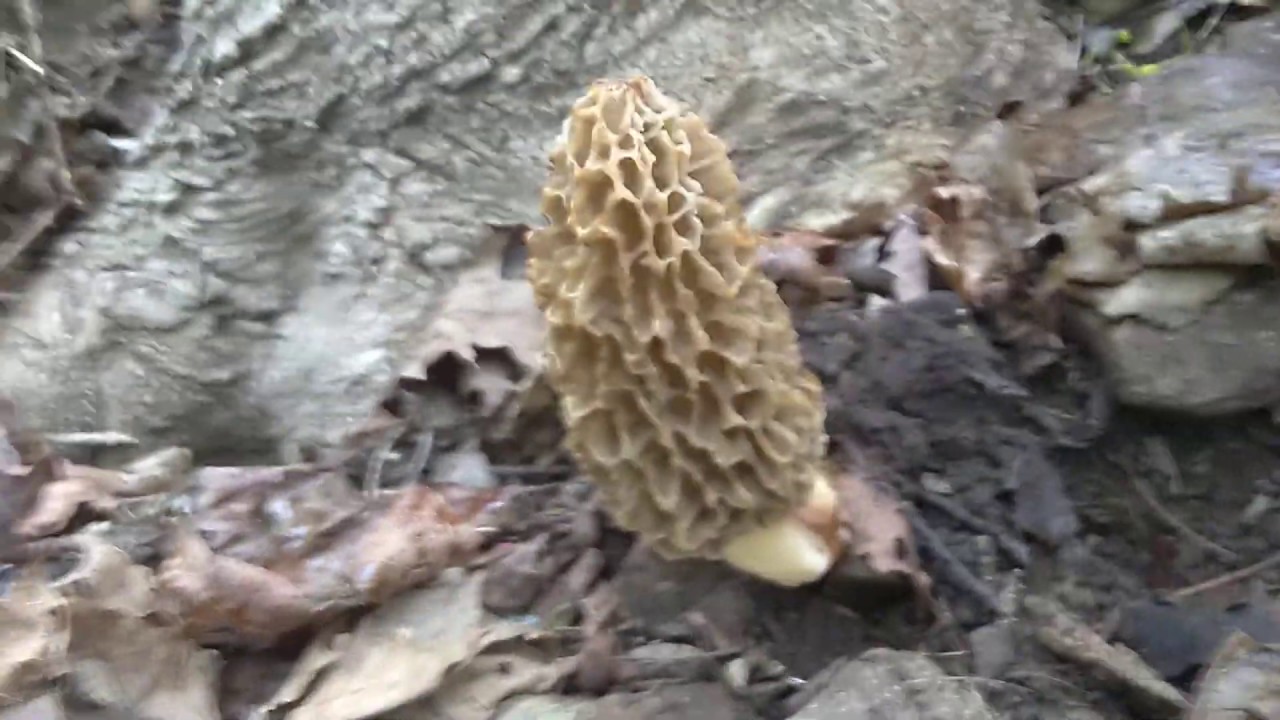 Morel Season is Almost Over.( Except for Mine.)