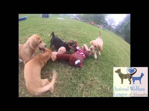 Plotthound Mix Puppies