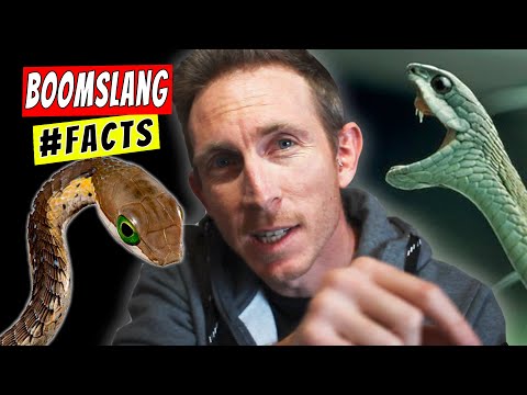 99% don't know this about the boomslang.