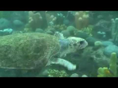 Sea Turtles Find New Home at SeaWorld – The Truth About SeaWorld