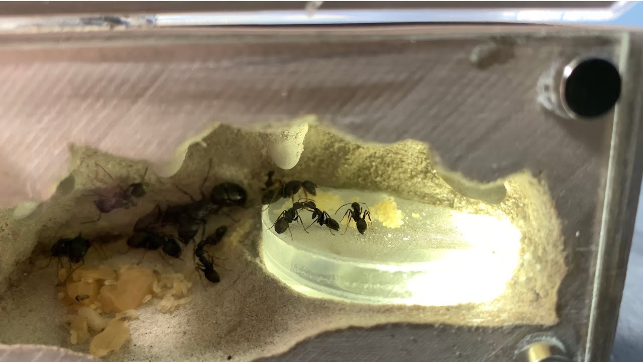 How to care for Camponotus Modoc (how to keep Camponotus ants as pets)