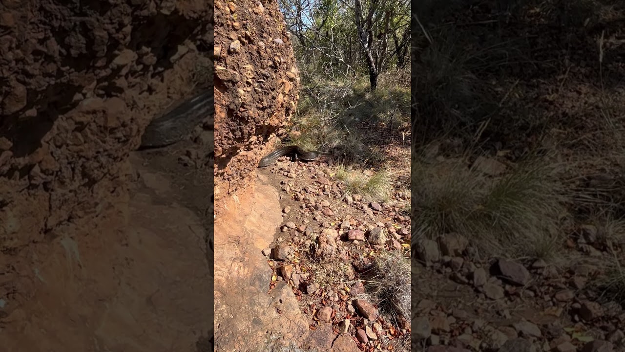 African rock python #python #snake #animal #wildlife