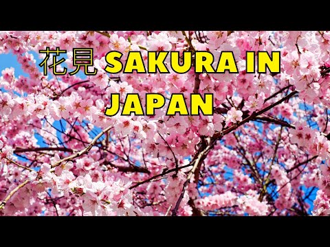 What's the weather in Japan in March, April and May 4K