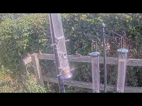 Hengistbury Head feeder camera