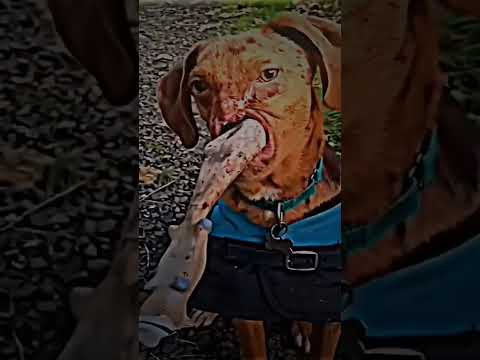 Respect To This Dog! π’ #shorts #sad #emotional #short #fyp #respect #dog