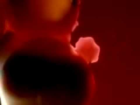 Evolution Genetics Embryo's and our Common Ancestor's