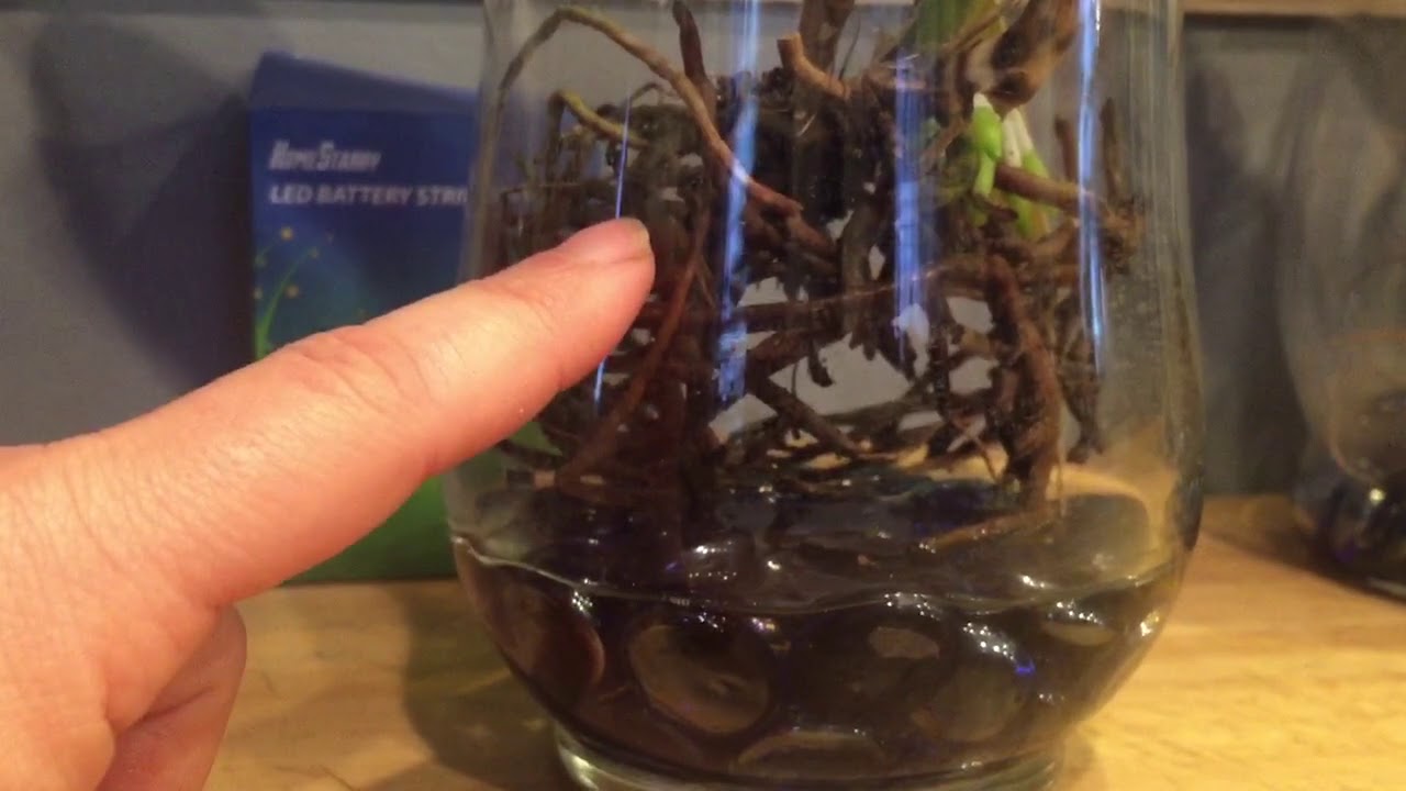 Water culture orchid- How I deal with root rot